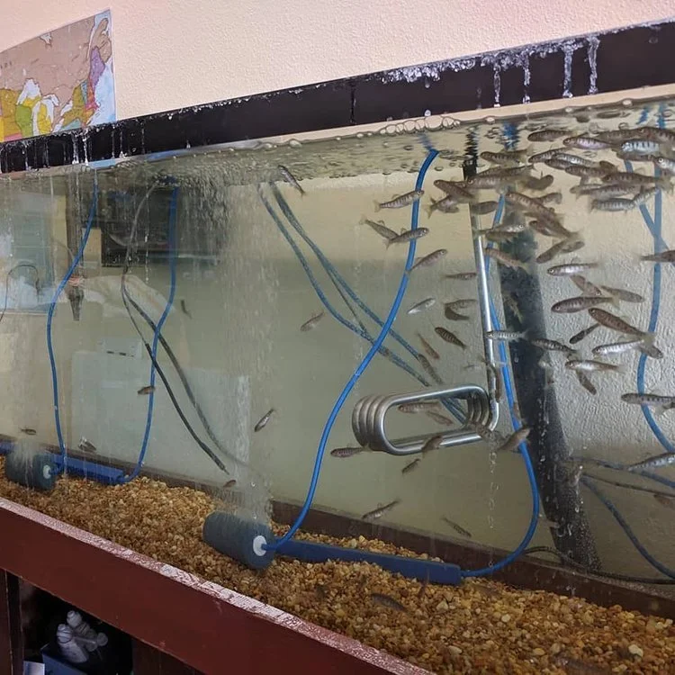 Trout in the Classroom: Educating the Next Generation — Fish Untamed