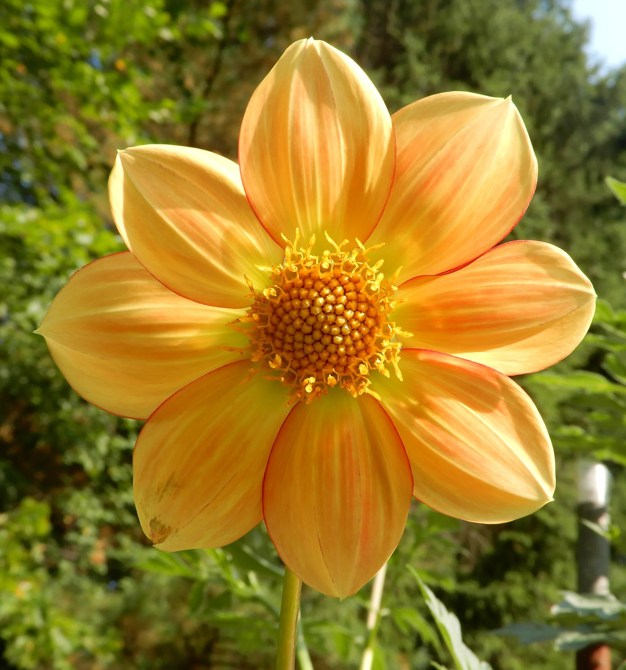 Entries 2022 Photo Contest - Portrait — Dahlia Society of Ohio