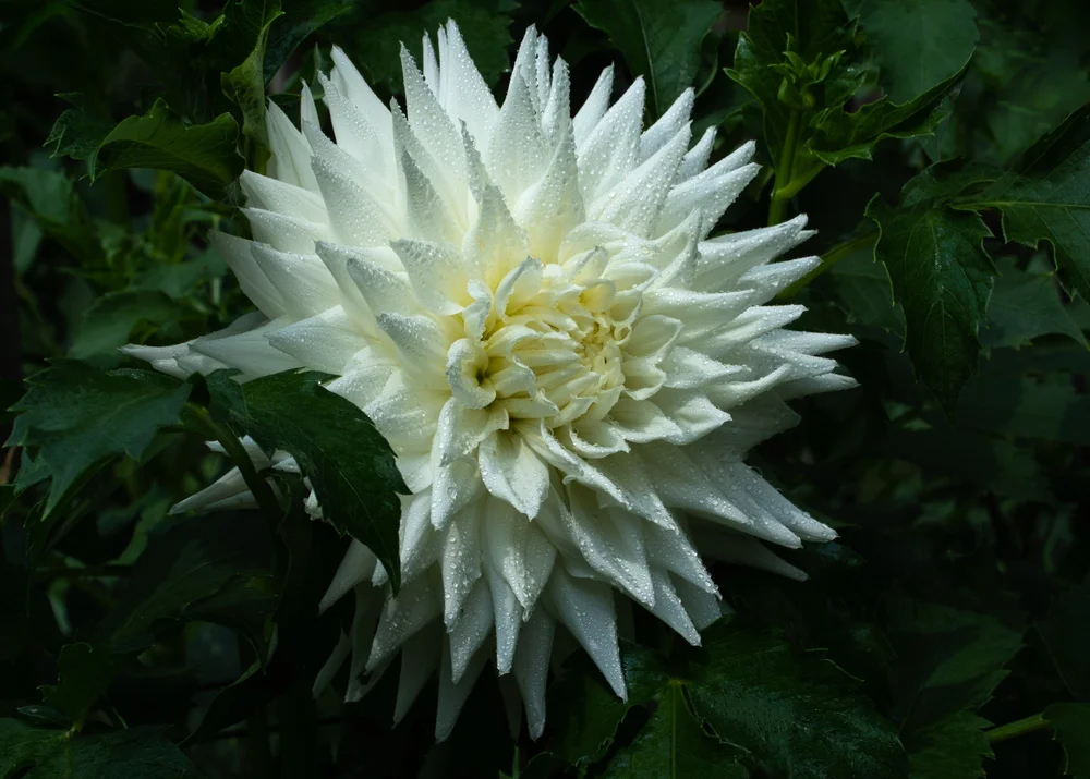 Clearview Edie — Dahlia Society of Ohio