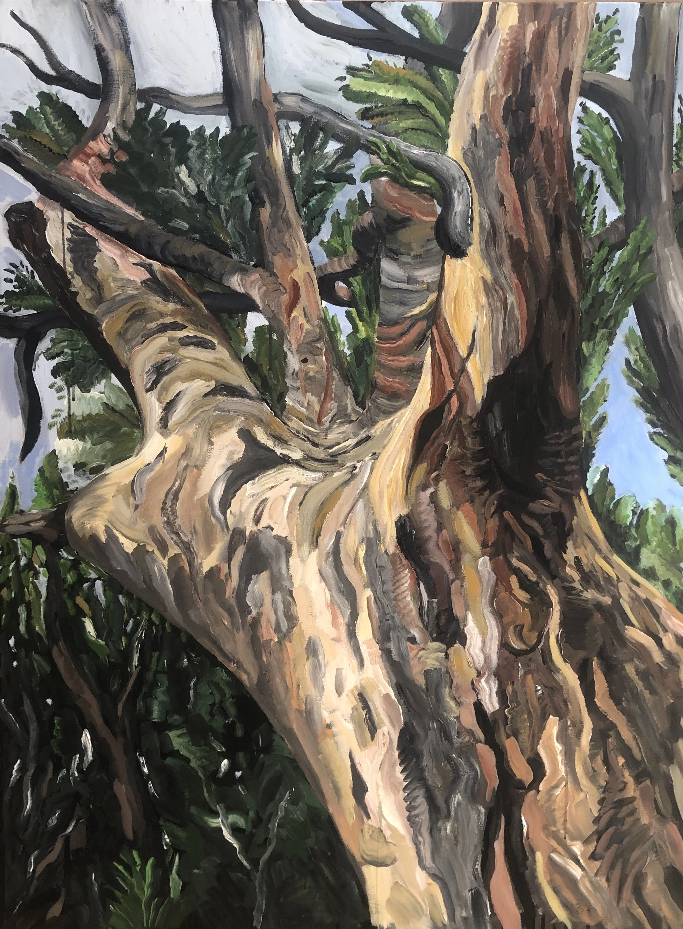 Artists | Explore Local Talent — Northern Beaches Gallery