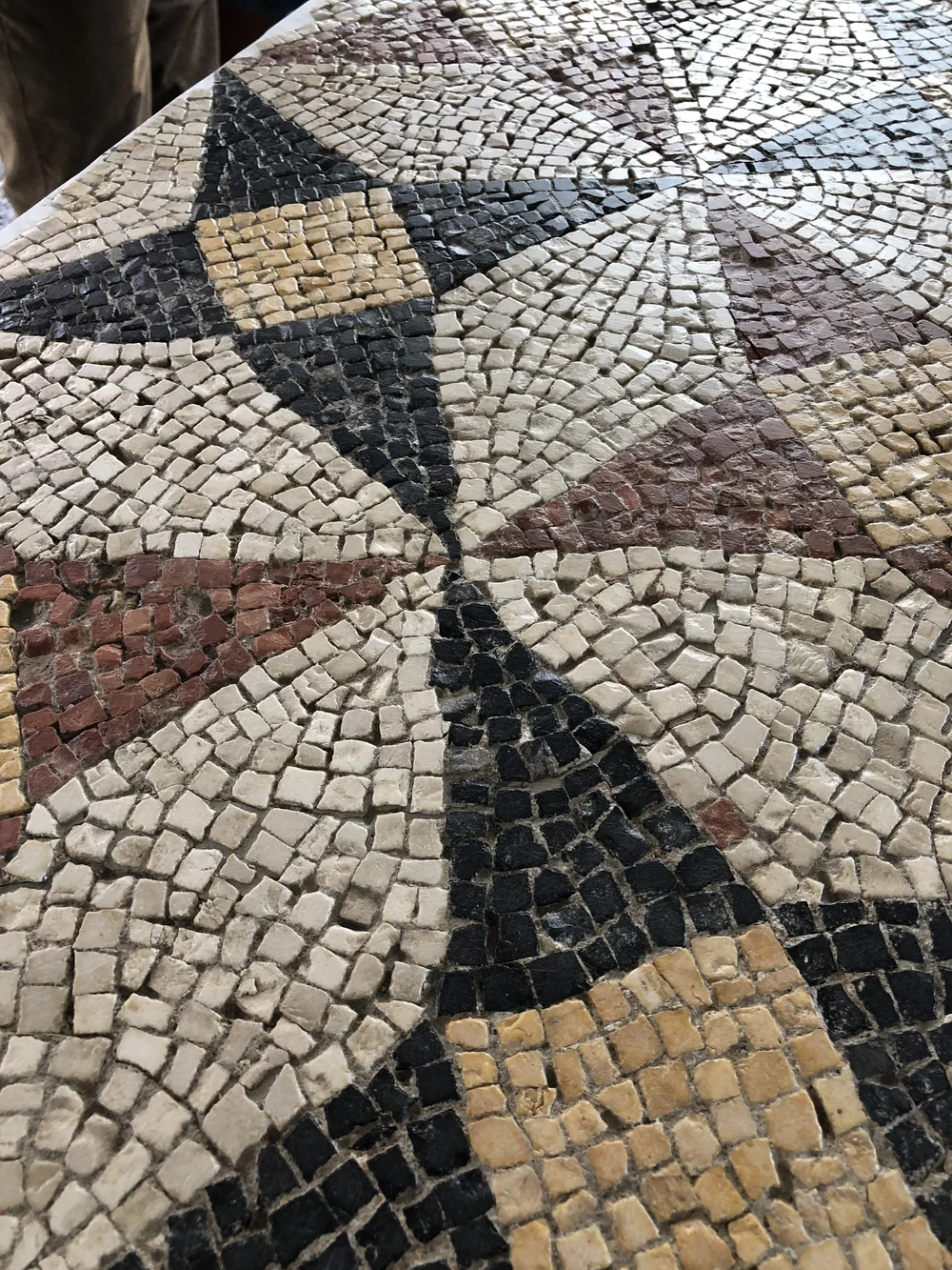 Ciociola Conservation