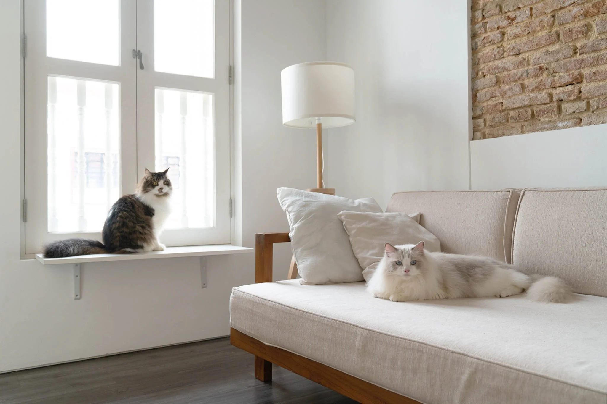 Cradle Cat Hotel Singapore - Cat Boarding Services