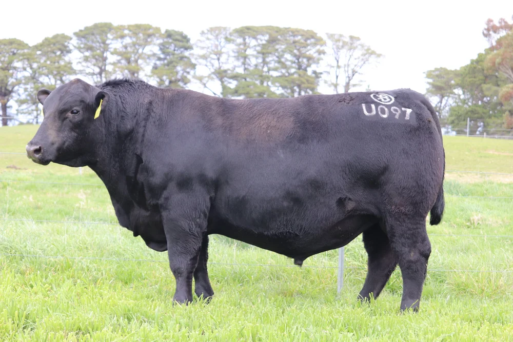 Sale Catalogue — Bowmont Angus
