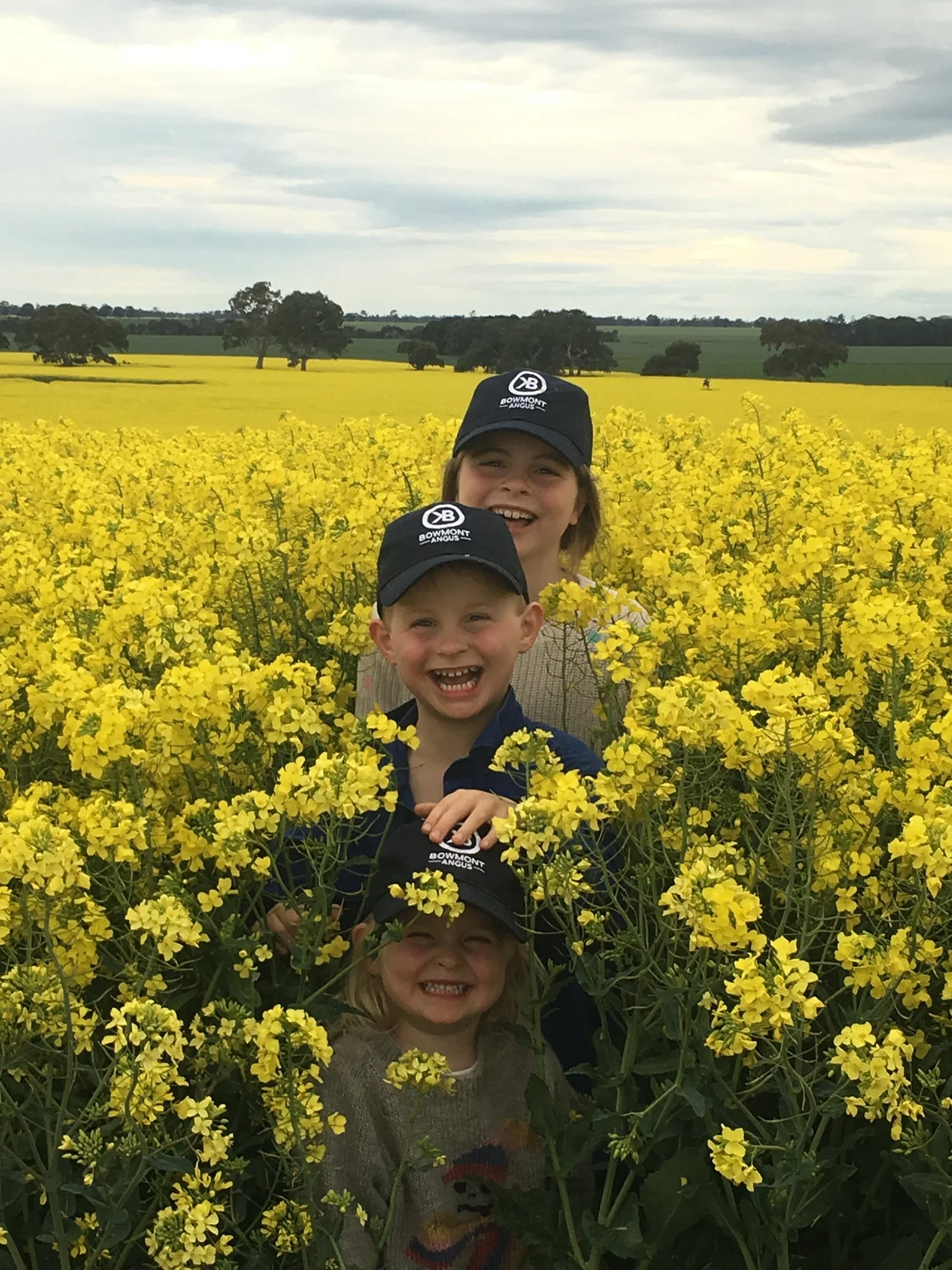 About us — Bowmont Angus