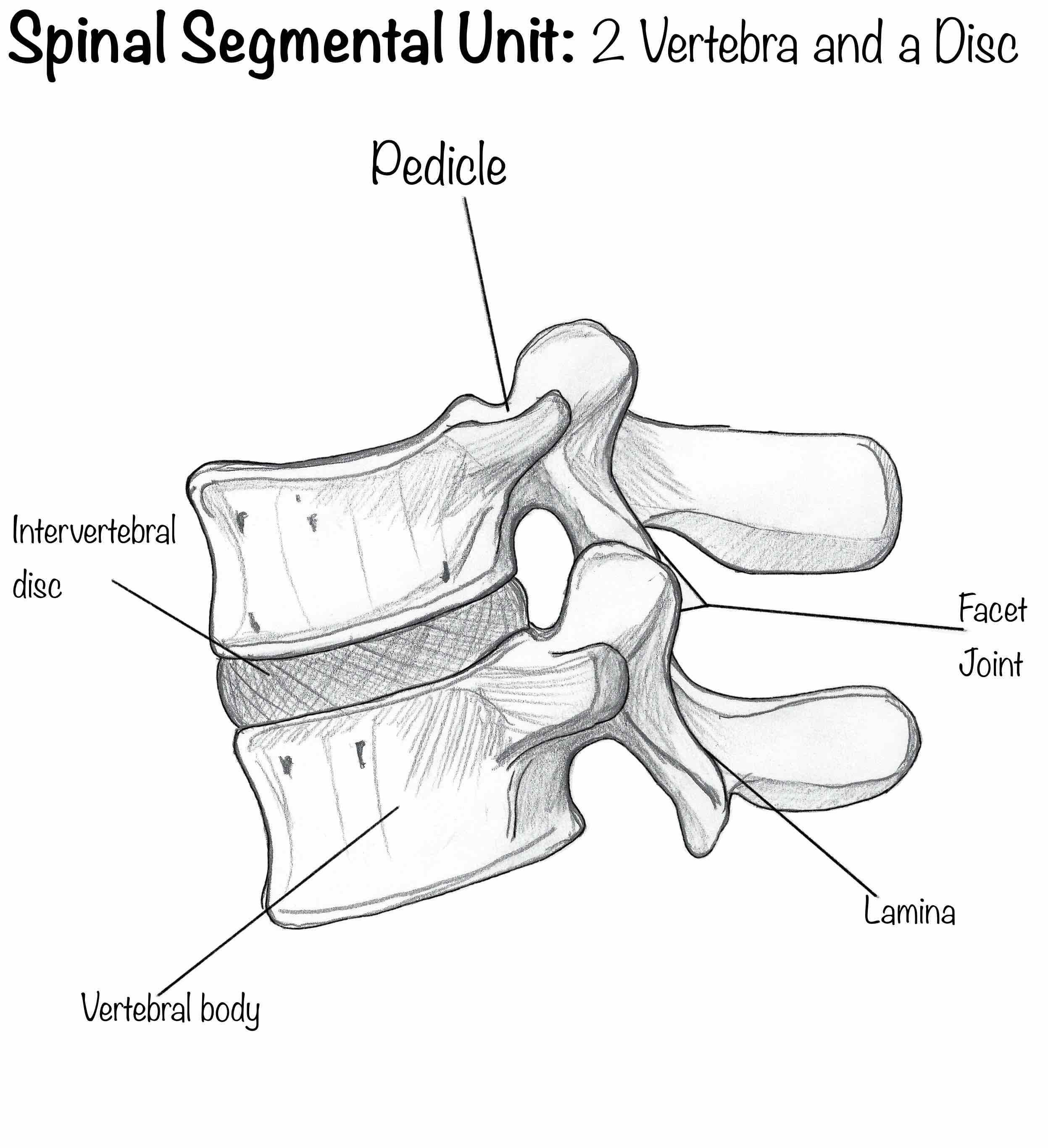 Blog | Explore Spine Insights — Yoshihiro Katsuura MD