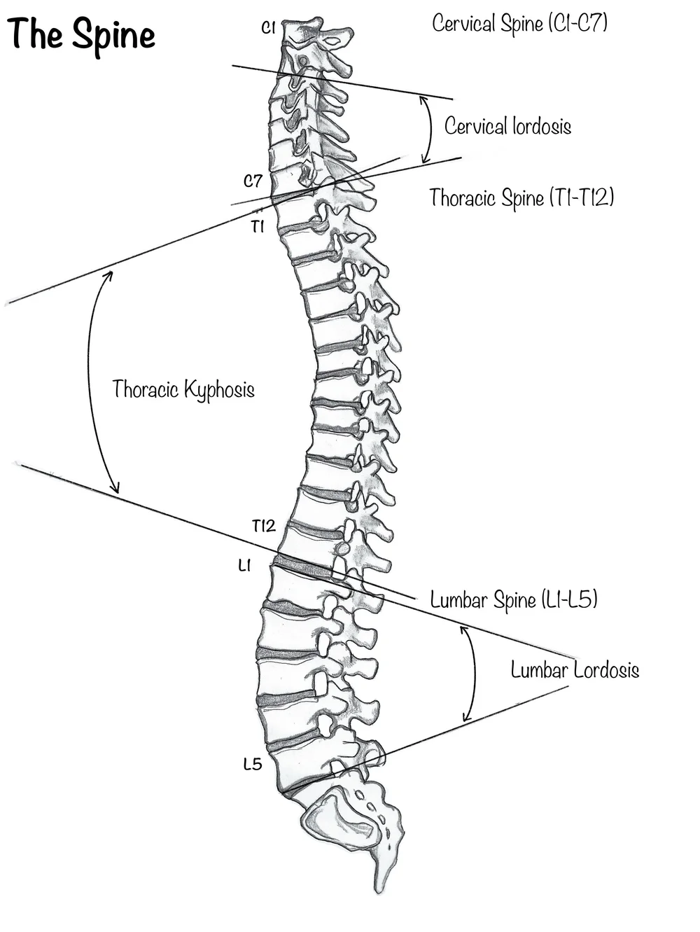The Spine — Yoshihiro Katsuura MD