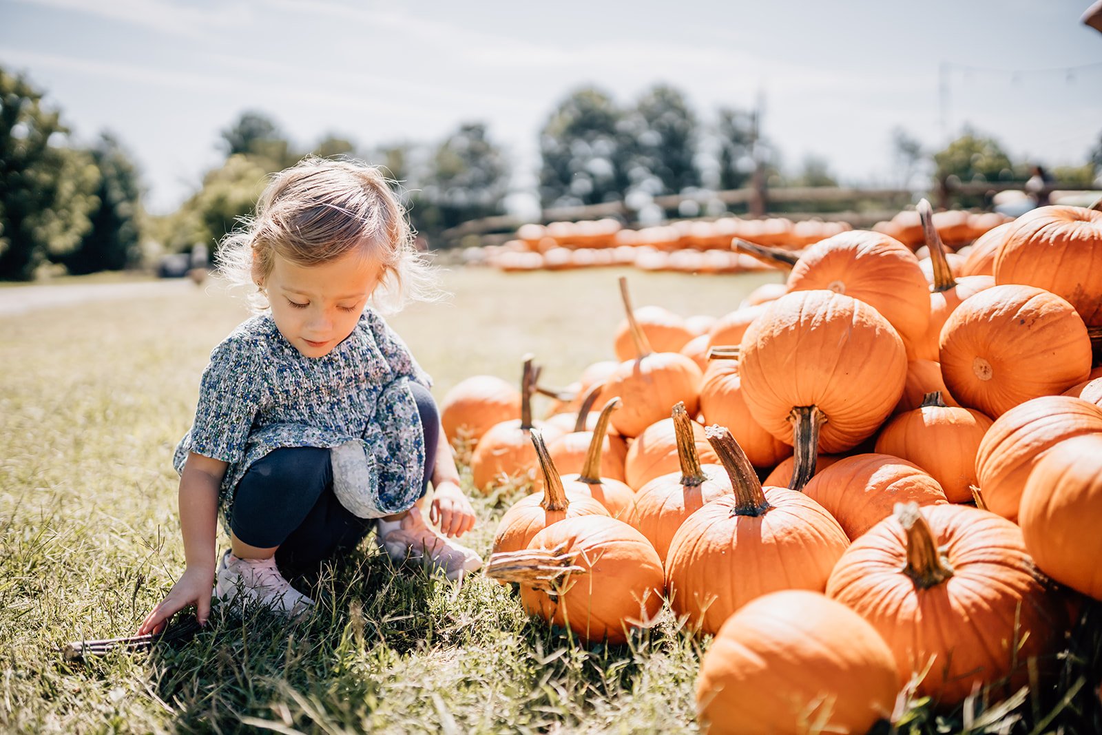 Fall Season — The Hunter Farm