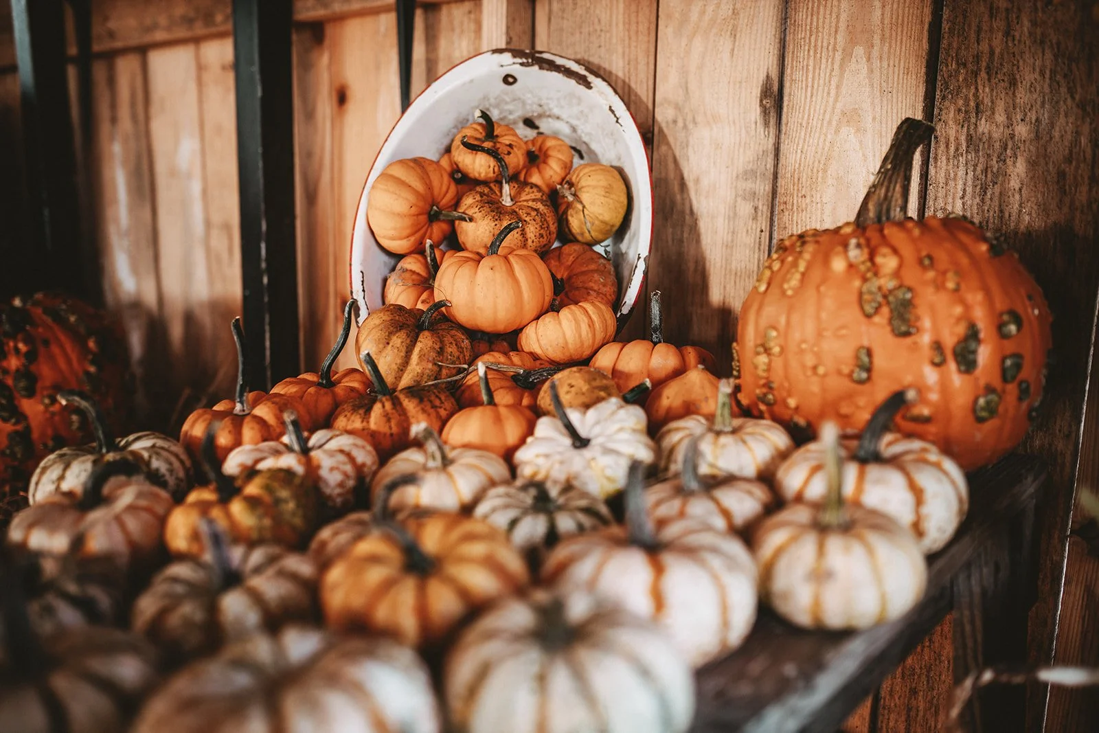 Timing is Everything: Here's When to Pick Pumpkins in North Carolina ...