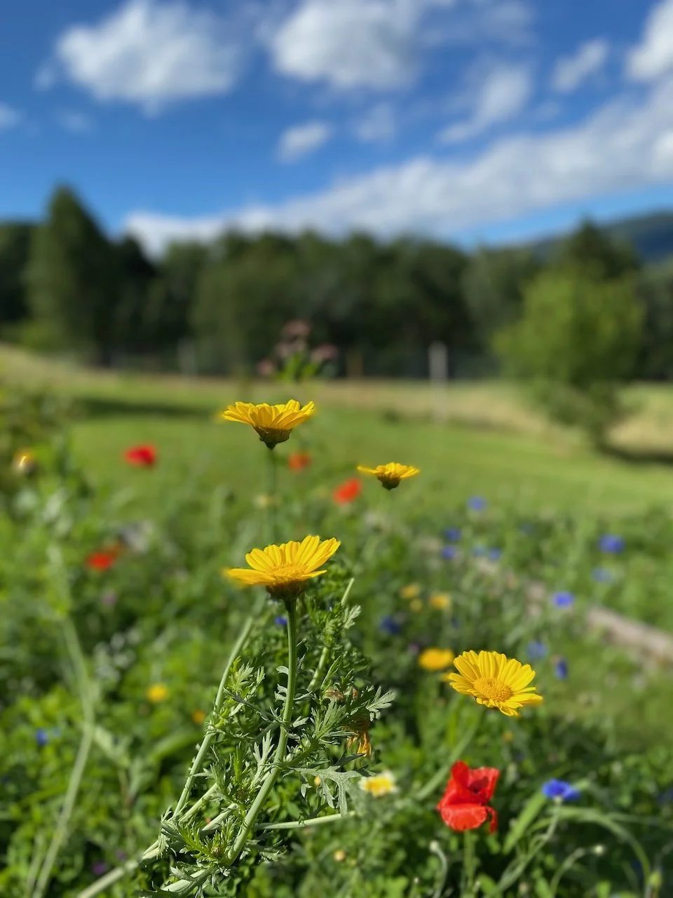Dein HimmelReich | Retreats | Yoga | Auszeit auf der Alm