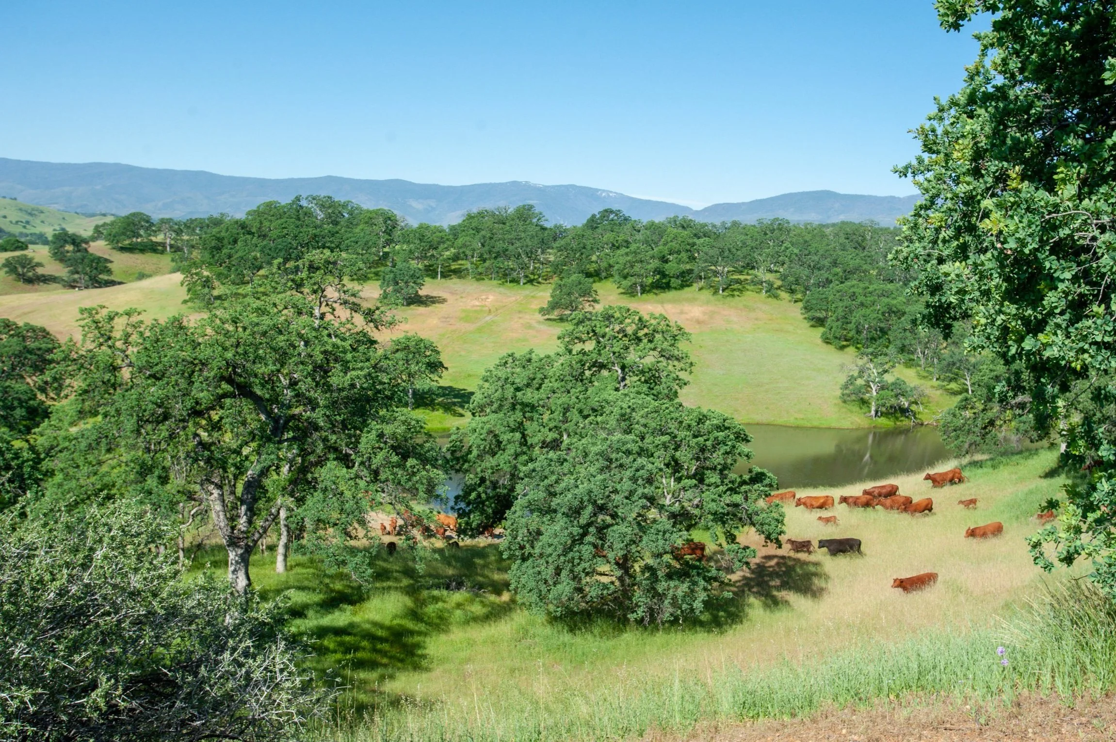 C&R Ranch Quality Beef