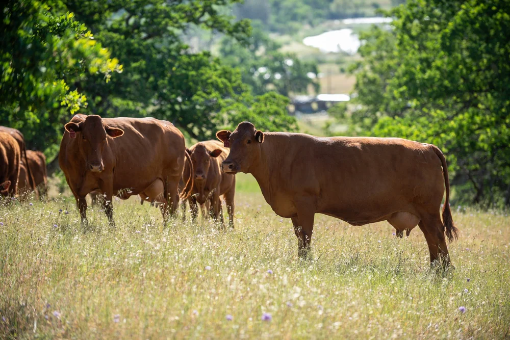Why Bonsmara Beef? — C&R Ranch Quality Beef