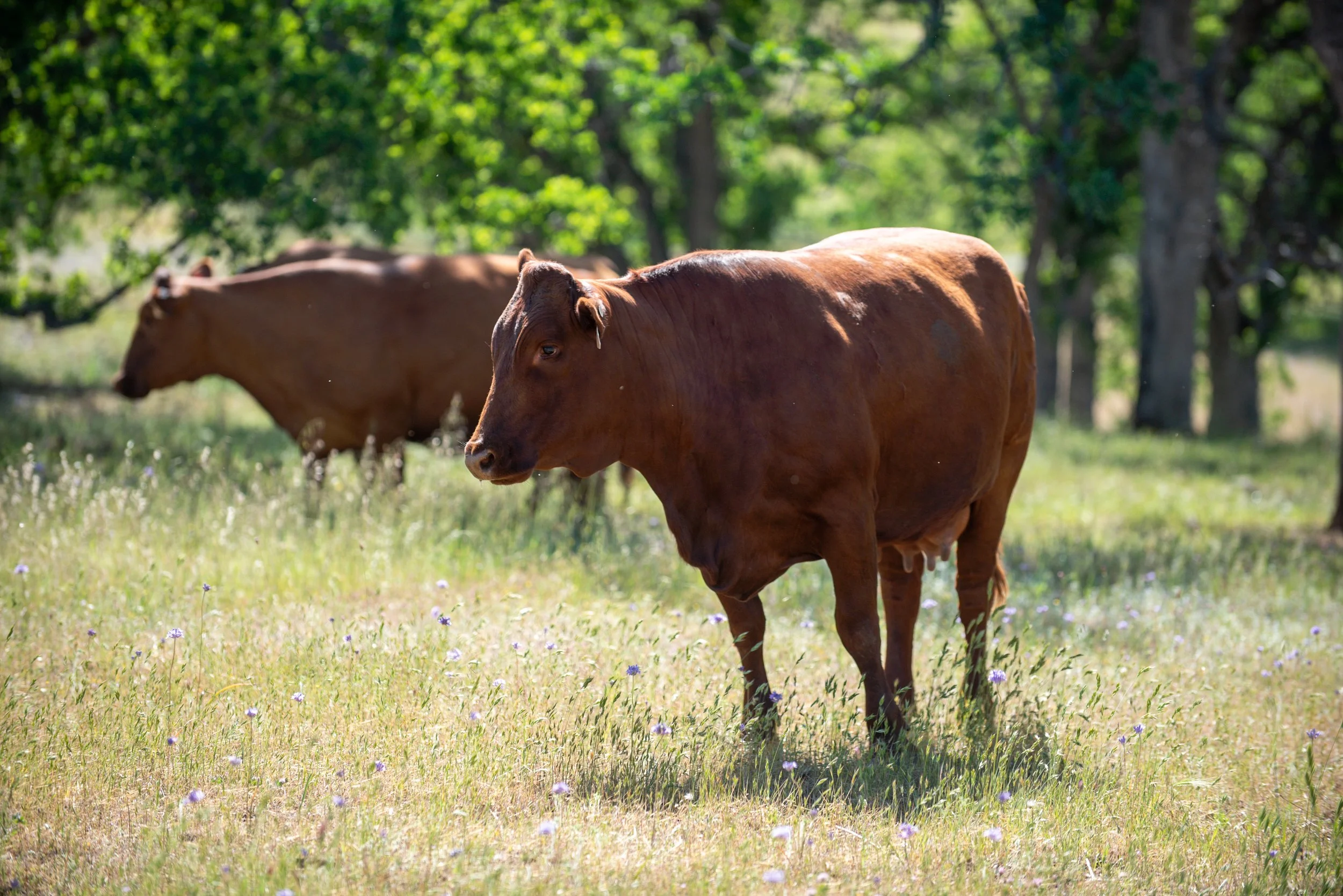 Why Bonsmara Beef? — C&R Ranch Quality Beef