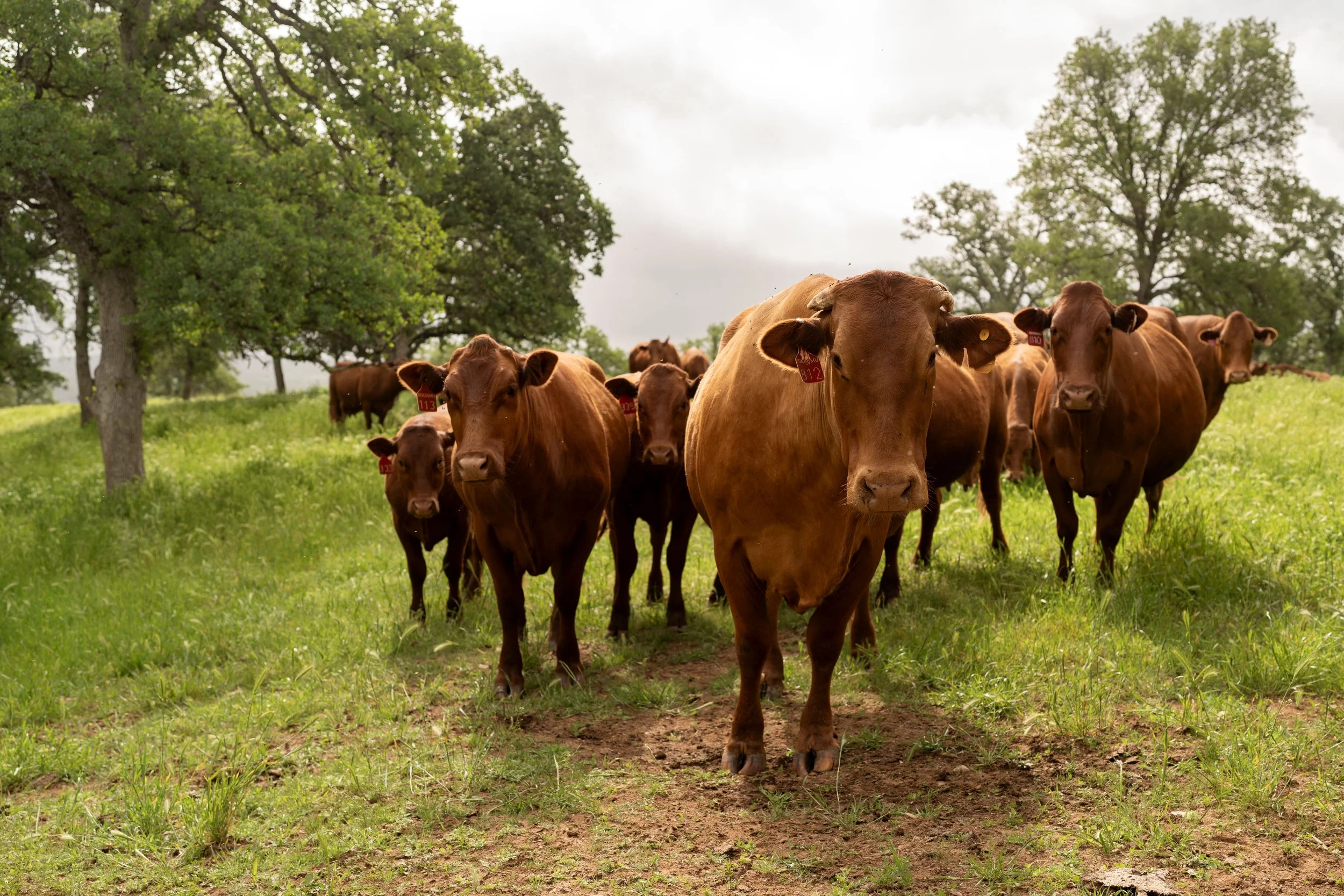 Products — C&R Ranch Quality Beef