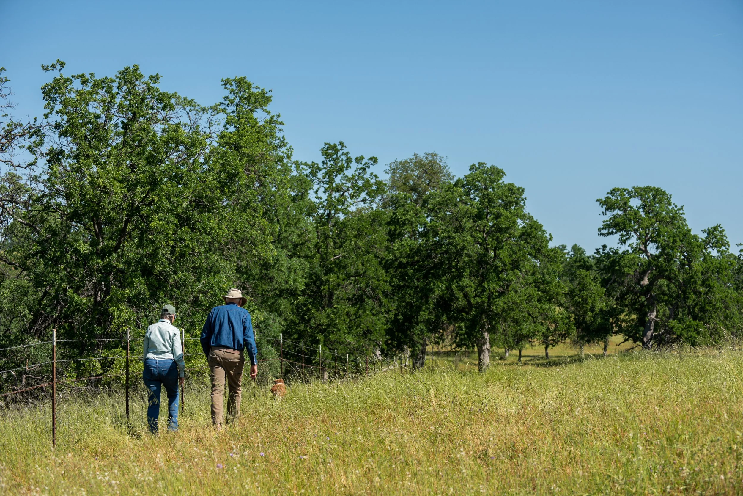 Why Bonsmara Beef? — C&R Ranch Quality Beef