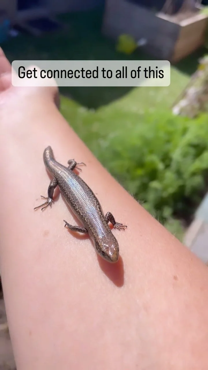 Nicole Lee Qigong | Qigong Teacher Training, 1:1 Sessions & Online Studio