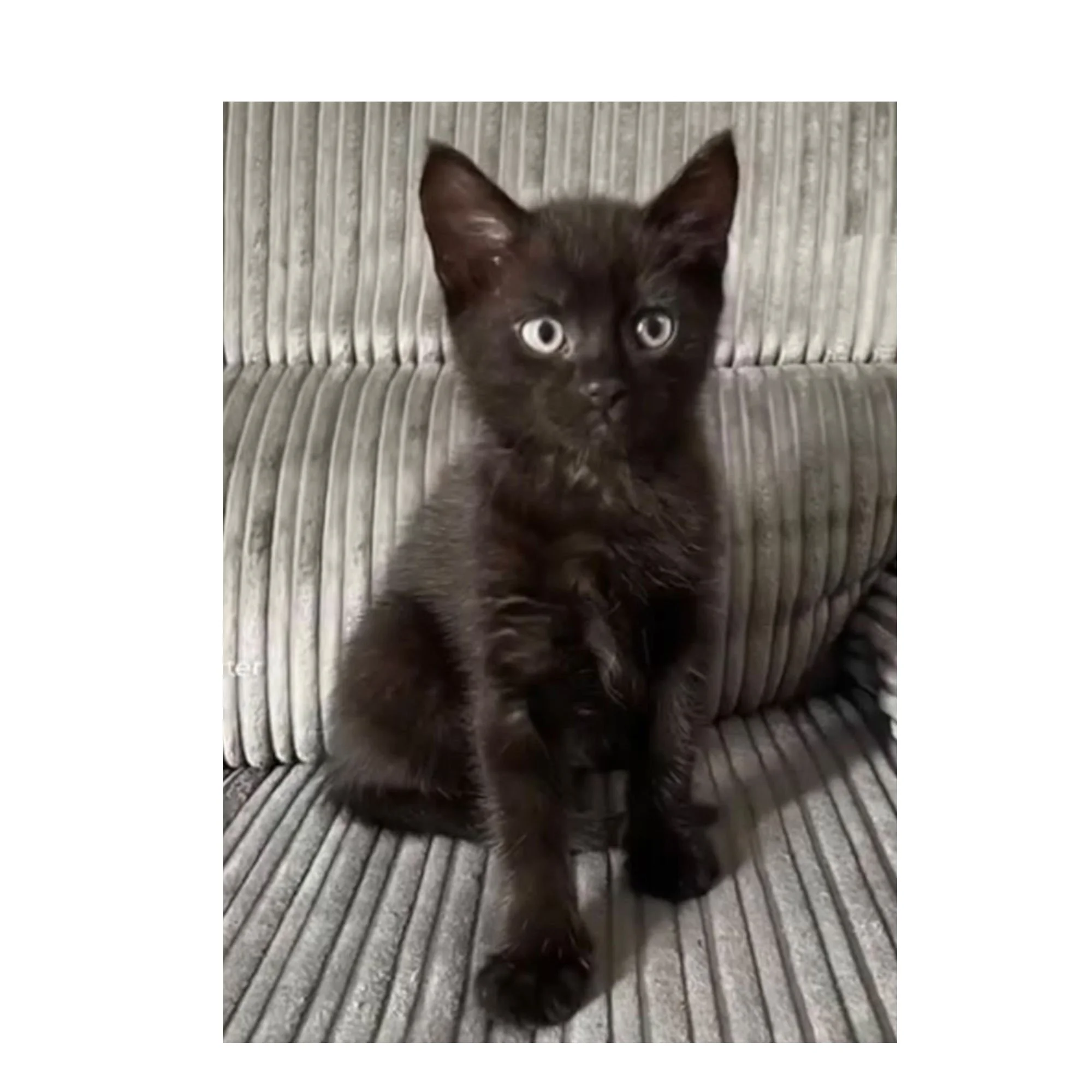 Beautiful pet portraits from imperfect reference photos | Pet Portraits ...