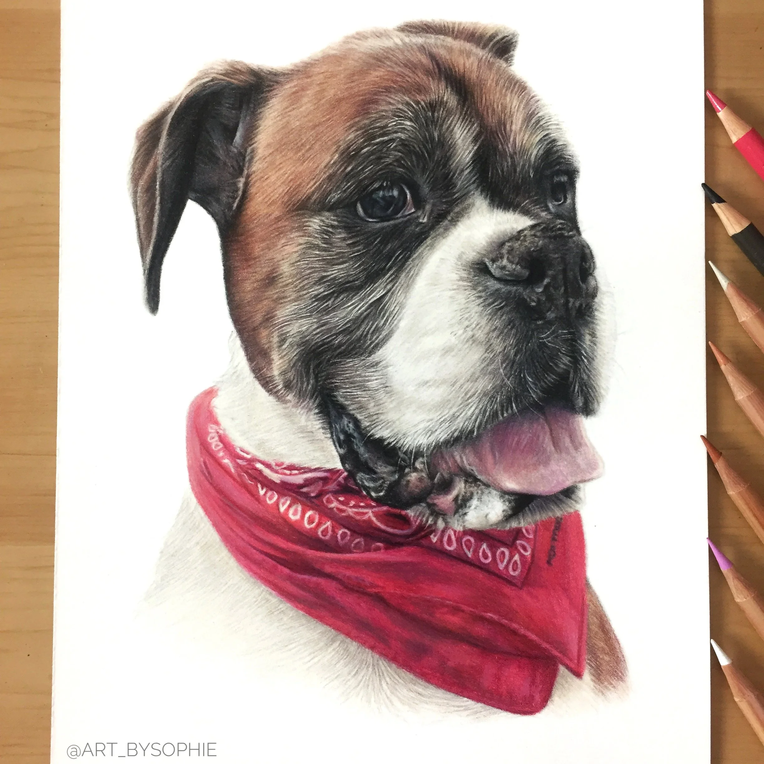 Pet portrait reference photos | Sophie Ella Fine Art | Pet Portrait and ...