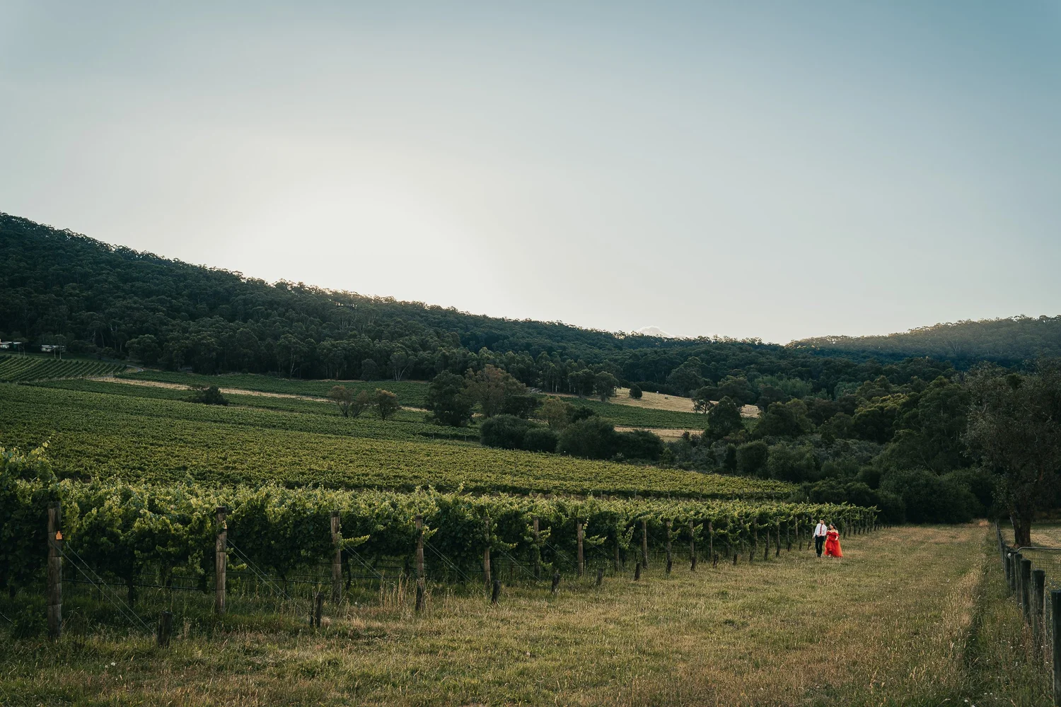Eleanor and Sam's Bulong Estate Winery Wedding Yarra Junction — Marcel ...