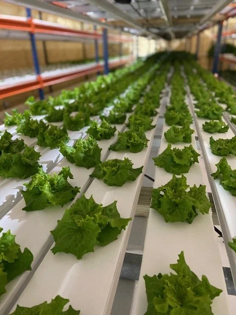 Practices | Hydroponic Produce | New Smyrna Beach, FL — Fletcher Family ...