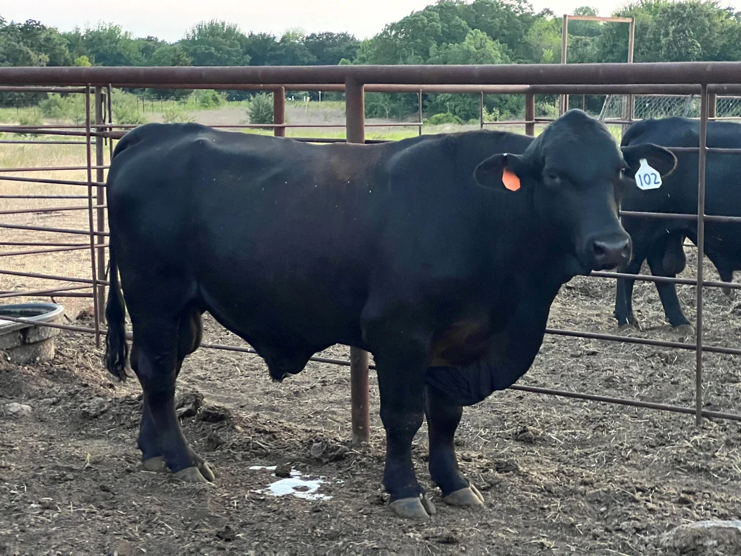 Bulls — Bulls for Lease