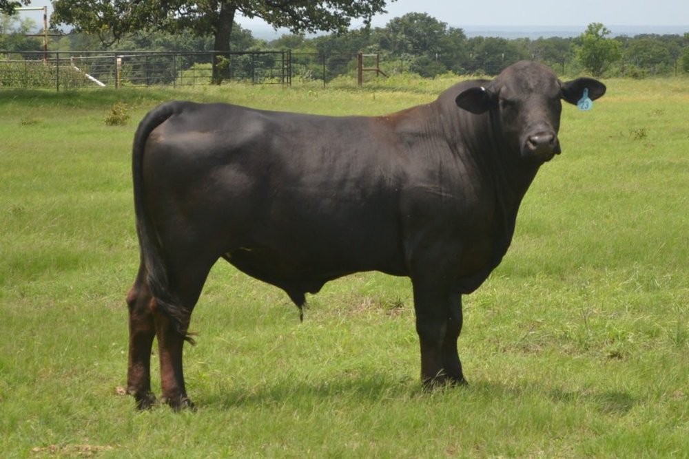 Bulls — Bulls for Lease