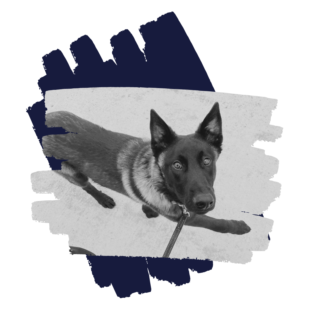 Services — Blue Dog K9 Training - Professional Dog Training in Missoula ...
