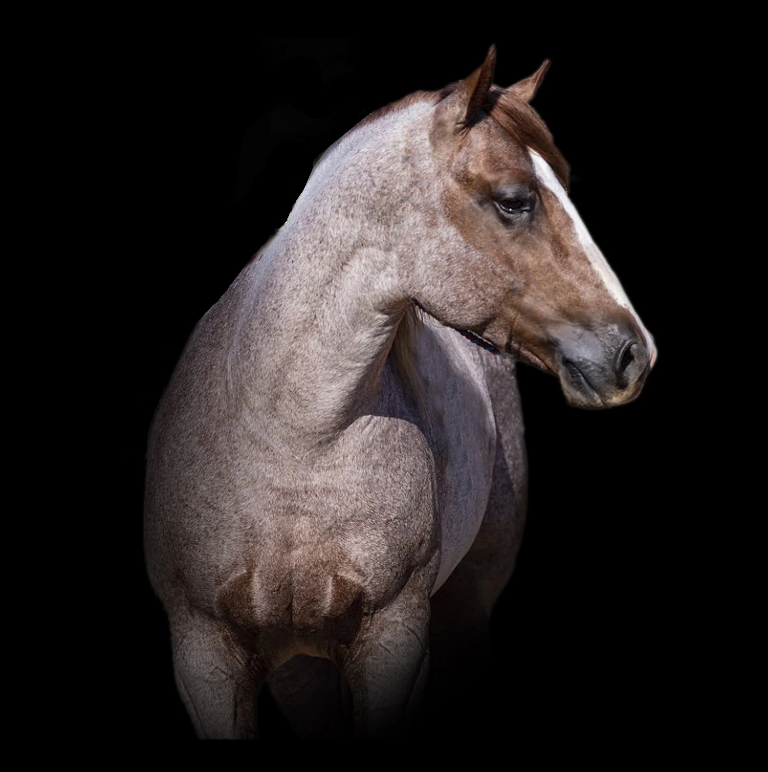 G Shining Heart Ranch — Bet Hesa Shiner, “Ironman” 2018 Red Roan ...