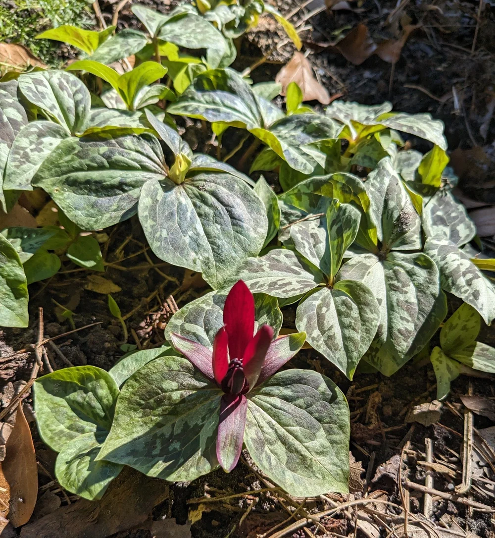 Native Plant Shop — Native Plants to the People LLC
