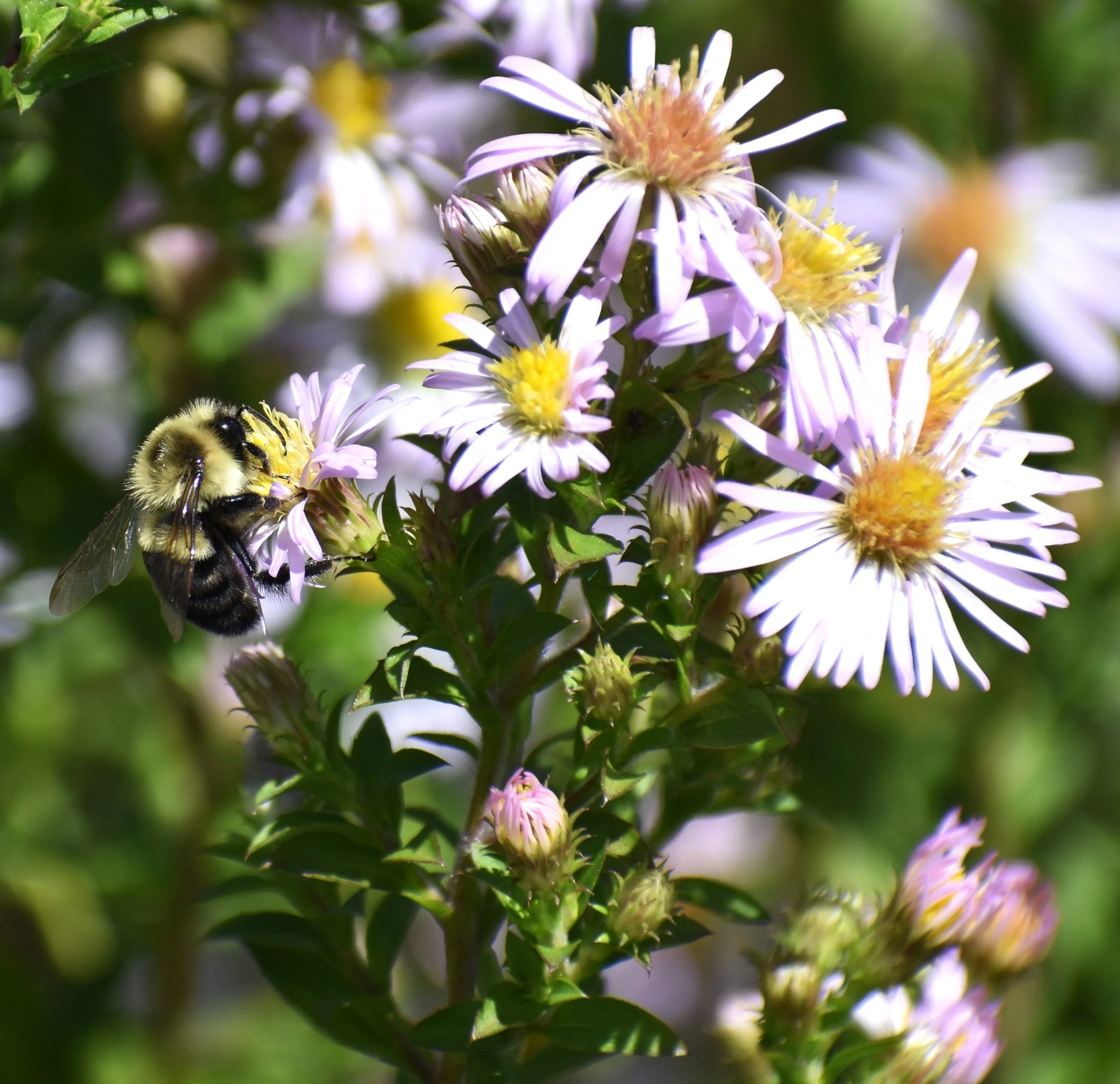 Native Plant Shop — Native Plants to the People LLC