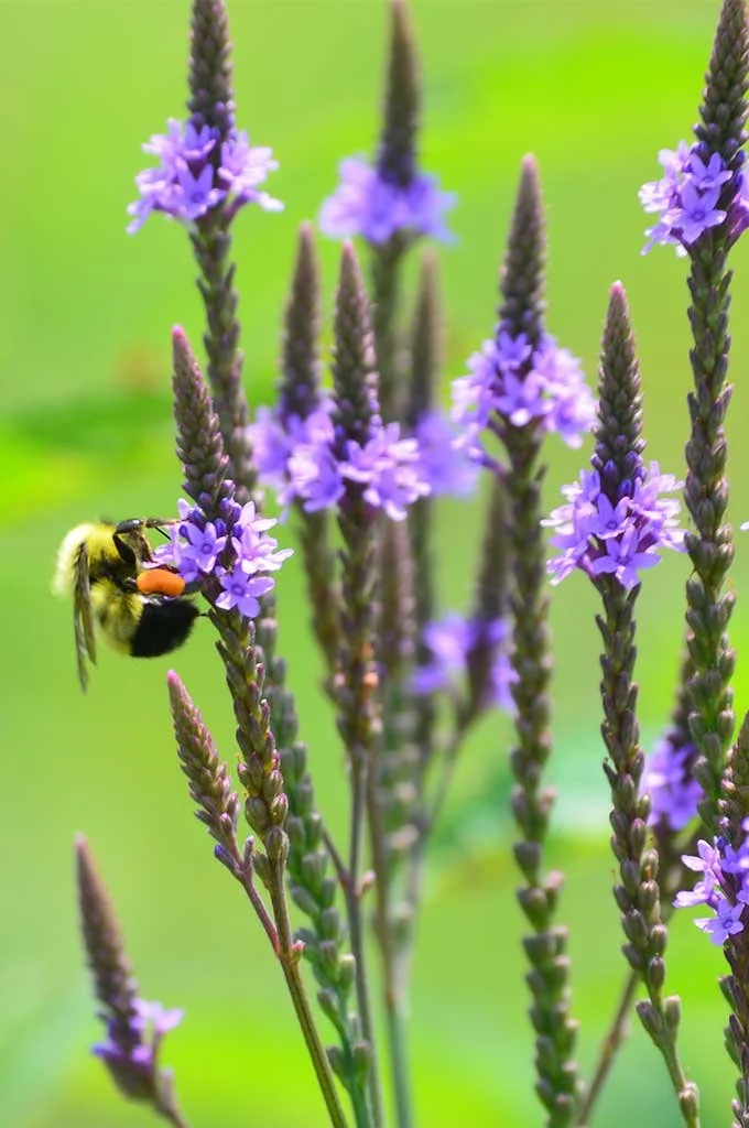 Native Plant Shop — Native Plants to the People LLC