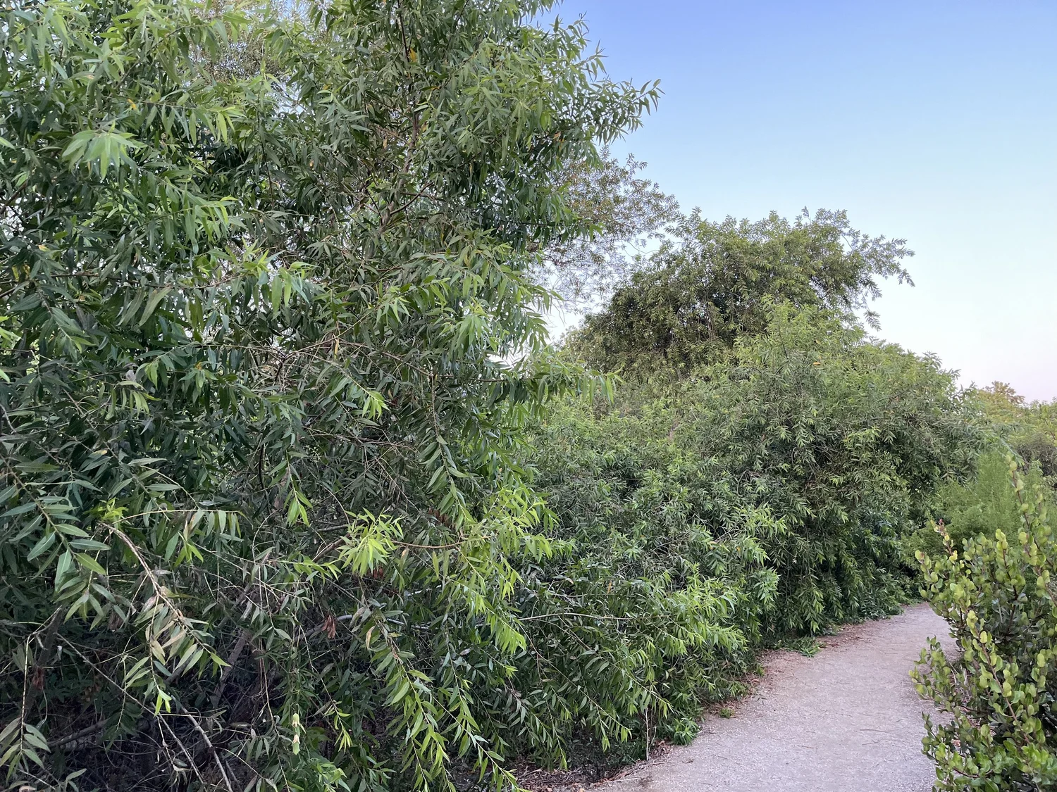 What is a MiniForest? — MiniForest LA