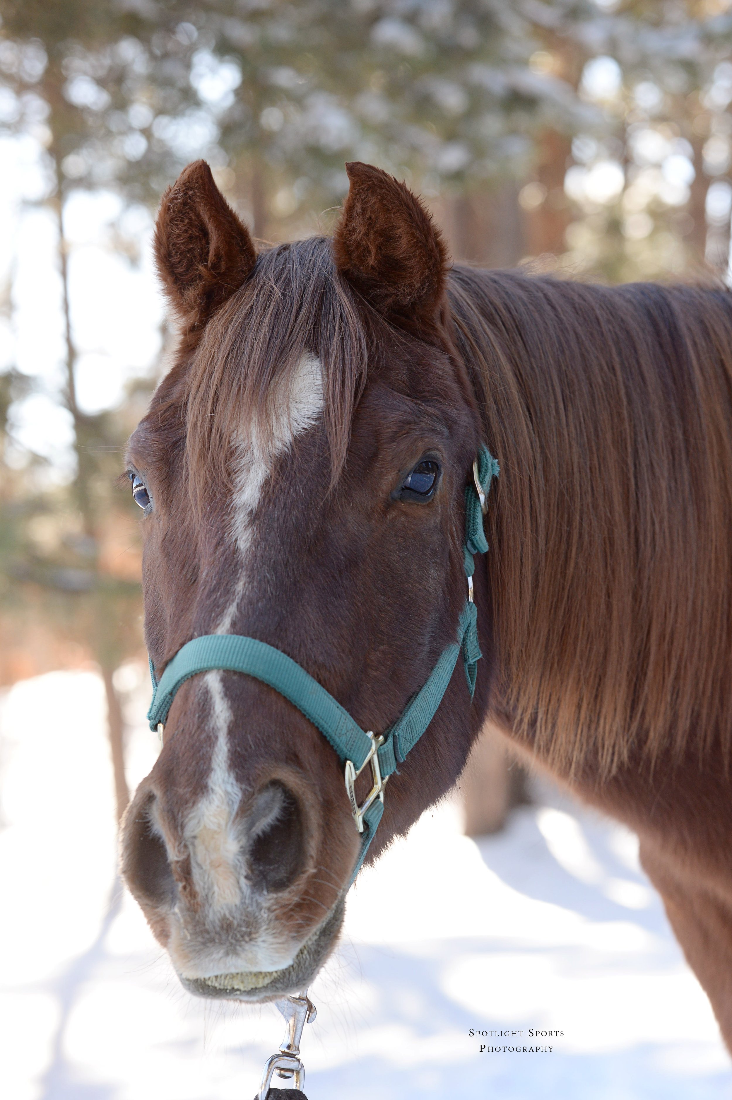Horses — Elite Equine Rescue