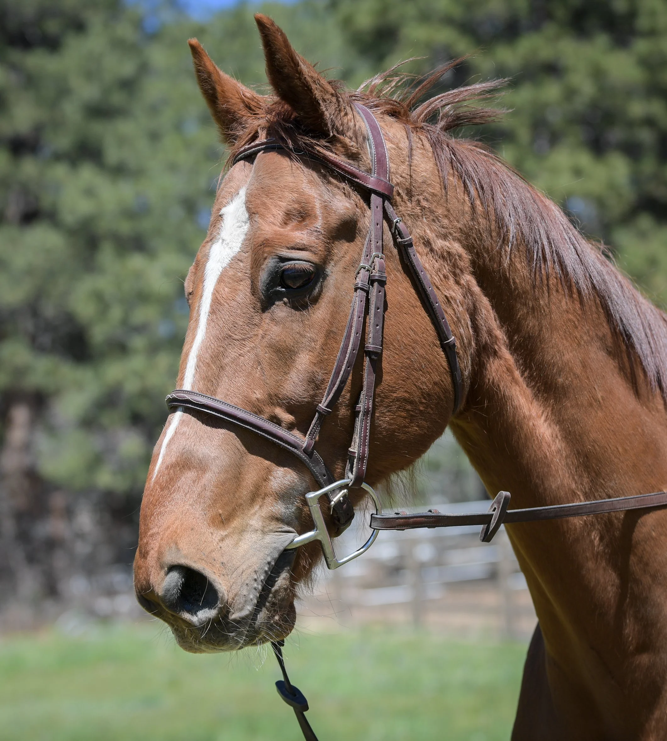 Horses — Elite Equine Rescue