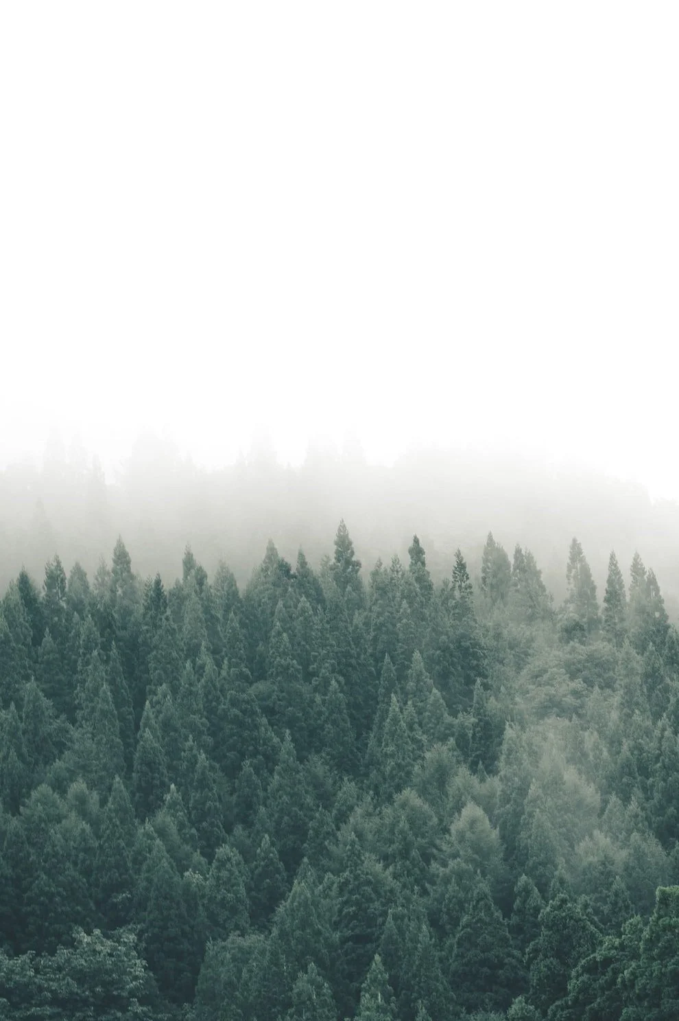 Ambertree Psychology - Carlton Melbourne Psychologist | Appointments ...