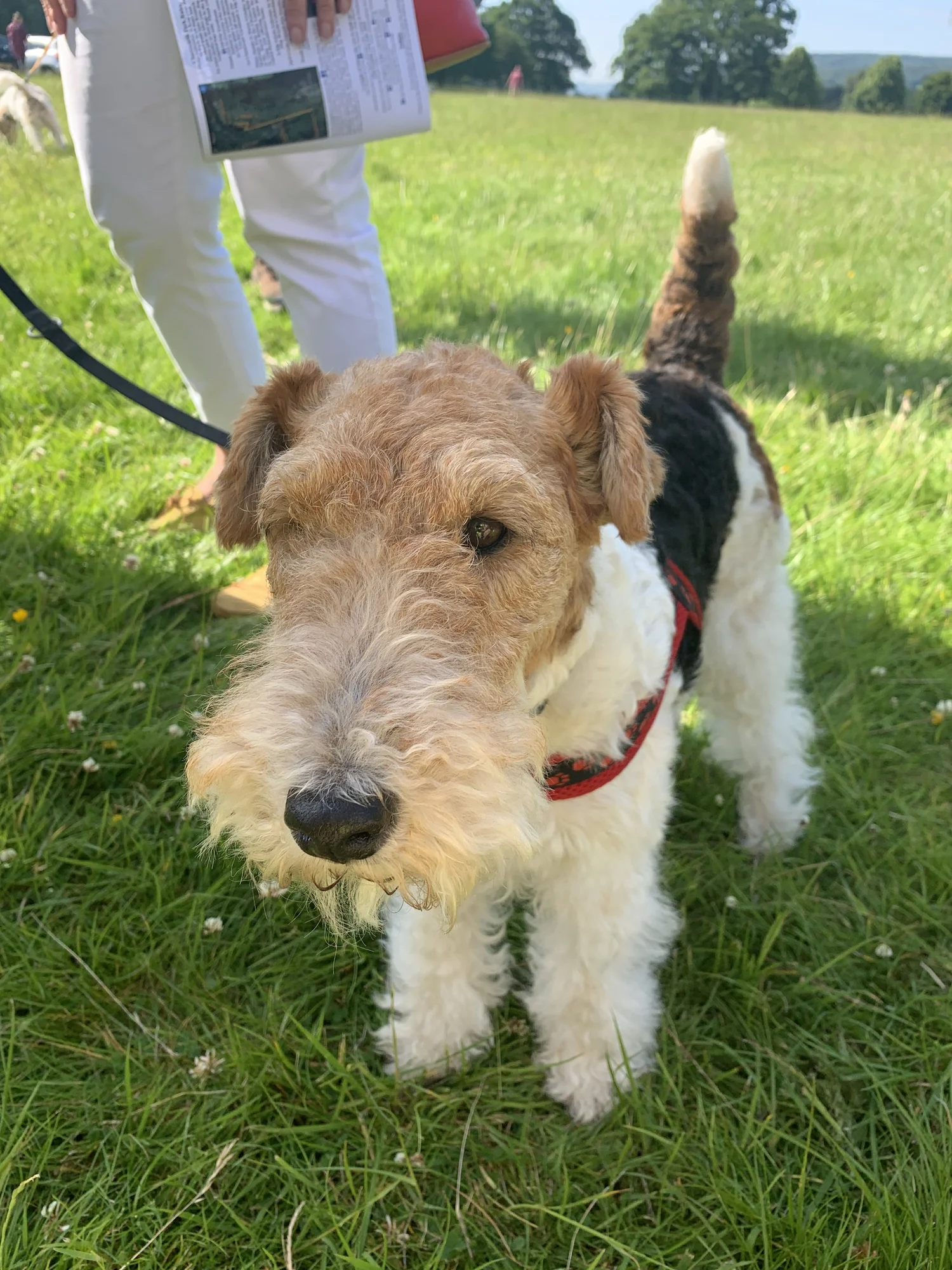 Gallery — National Fox Terrier Meet