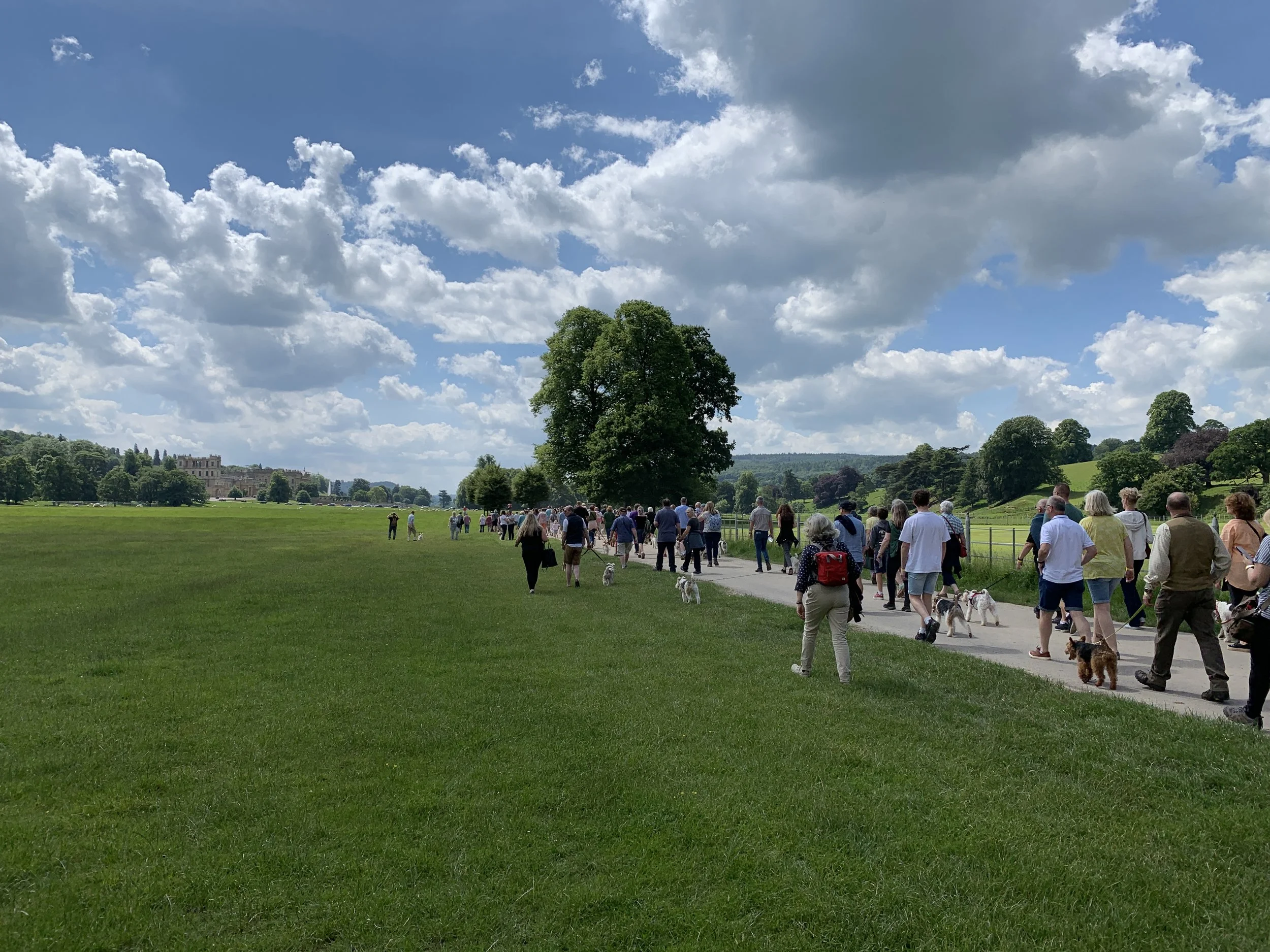 Gallery — National Fox Terrier Meet