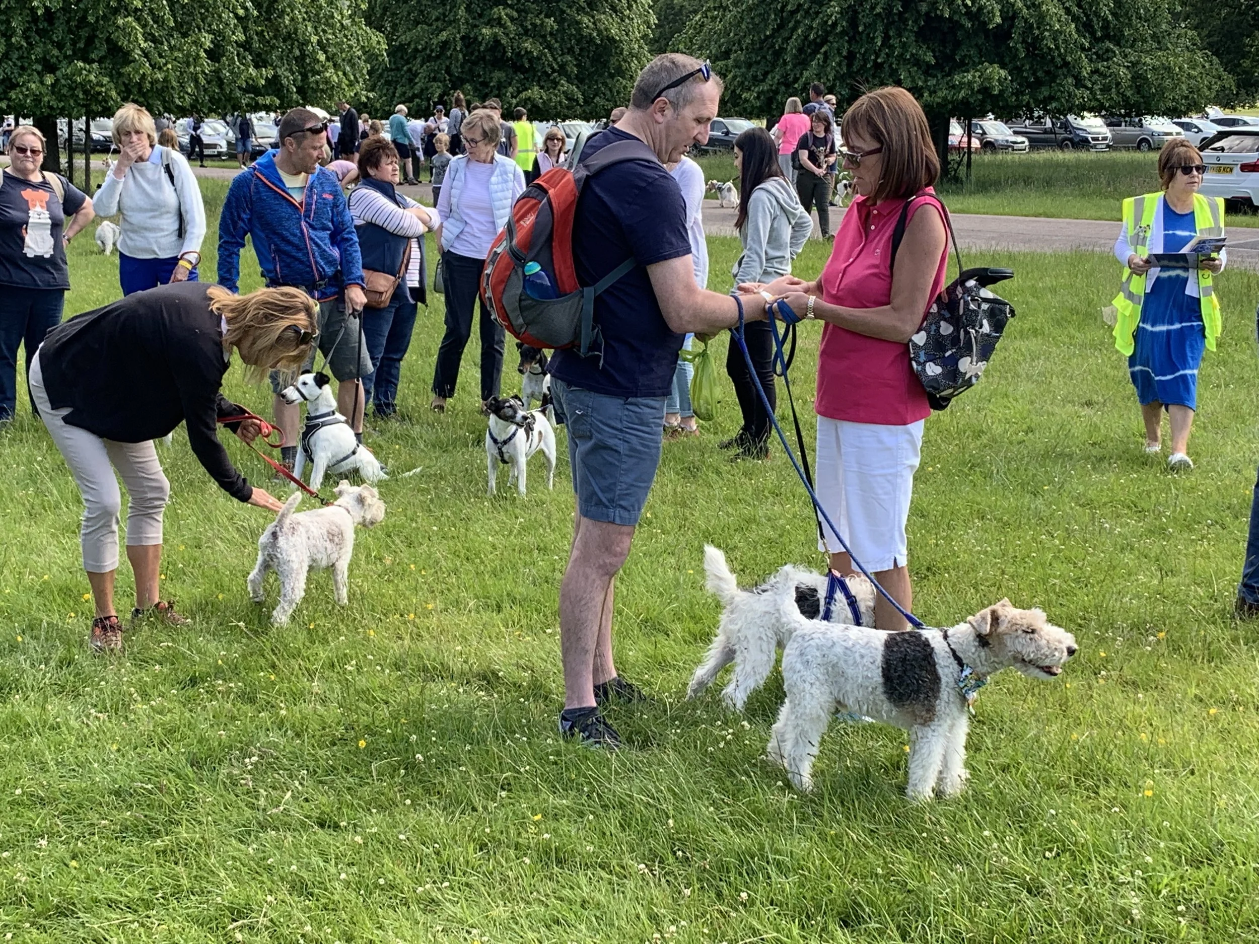 Gallery — National Fox Terrier Meet