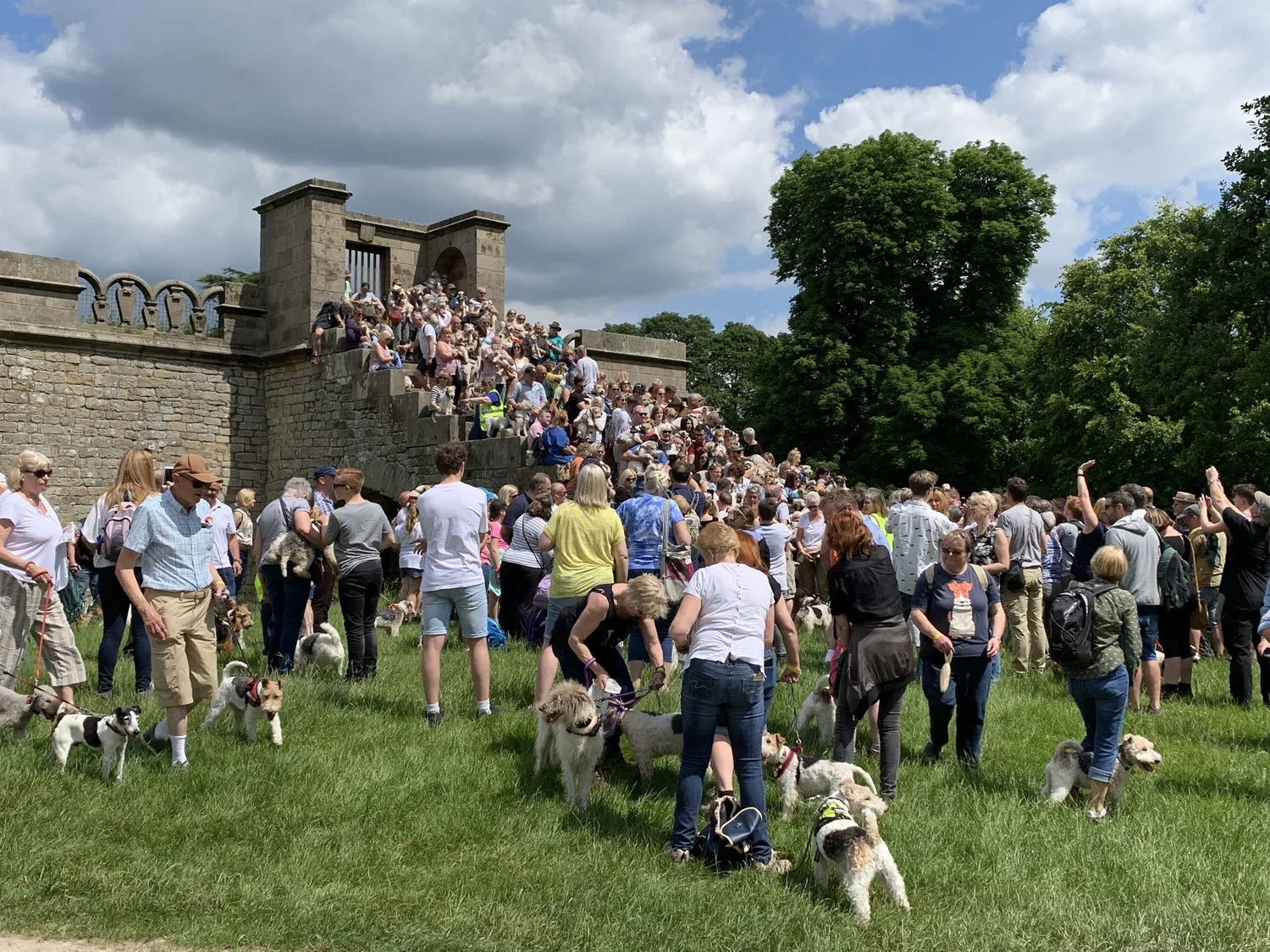 Gallery — National Fox Terrier Meet