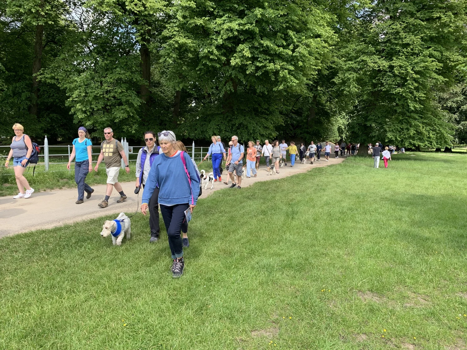 Gallery — National Fox Terrier Meet