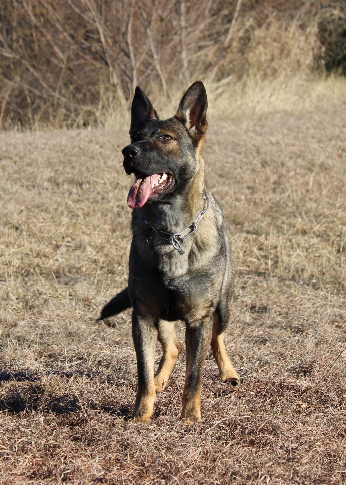 Breeding Dogs — Canis Ferox