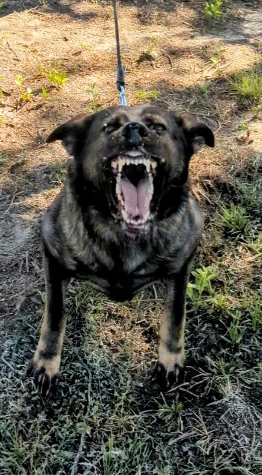 Available Adults — Canis Ferox