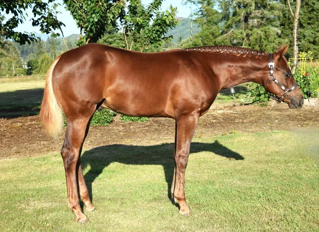 $10,001 - $15,000 — NAC Equine Services