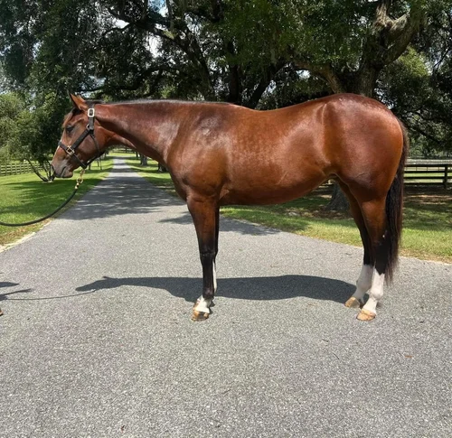 Sold — NAC Equine Services