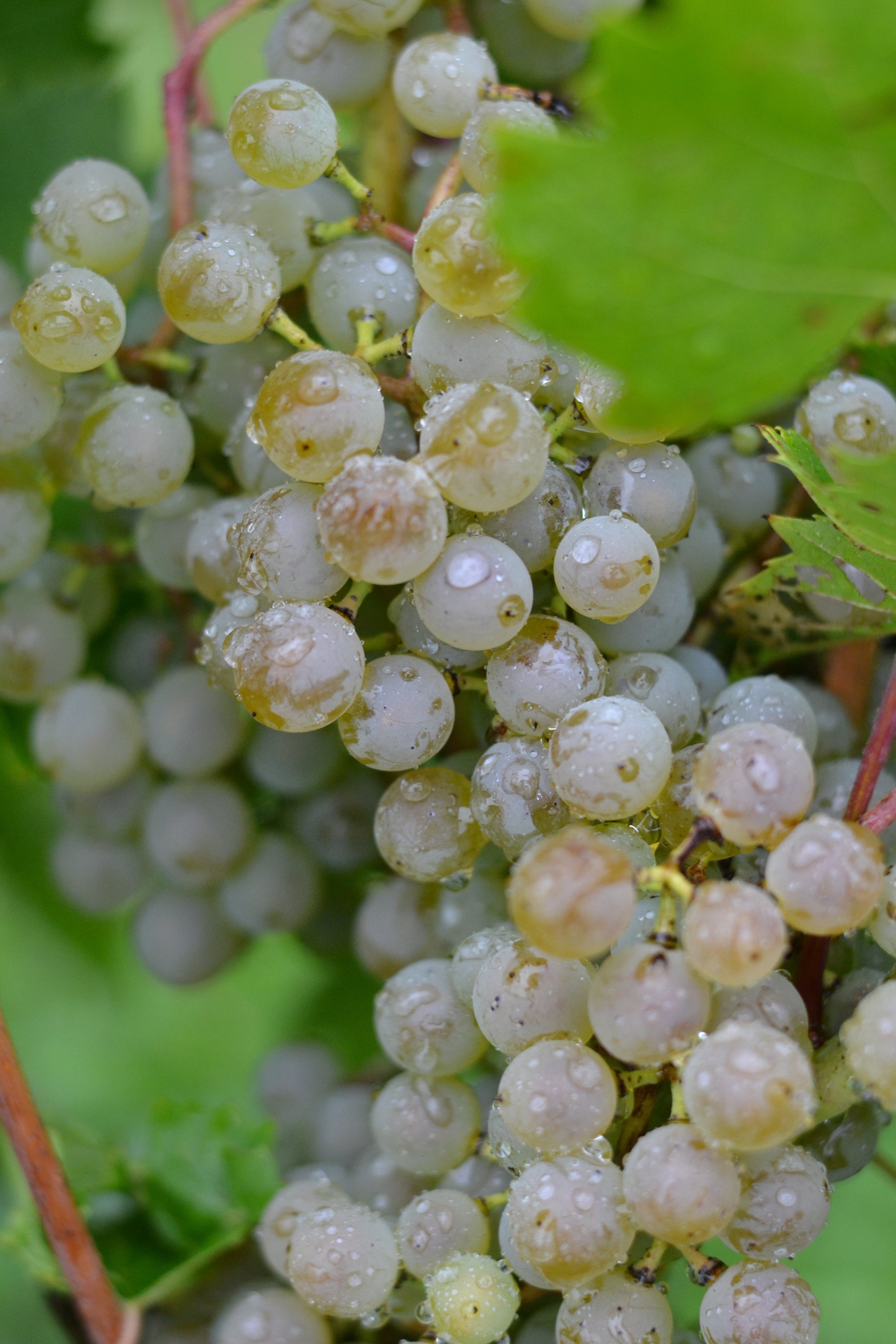 Les Vignes — Vignoble Le Di-Vin