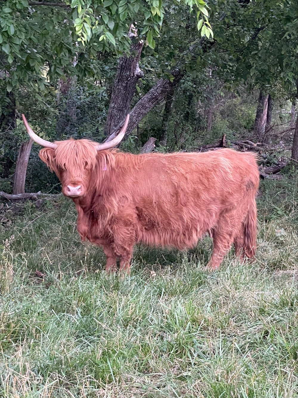IN- Dylan Farms Inc — Midwest Highland Cattle Association