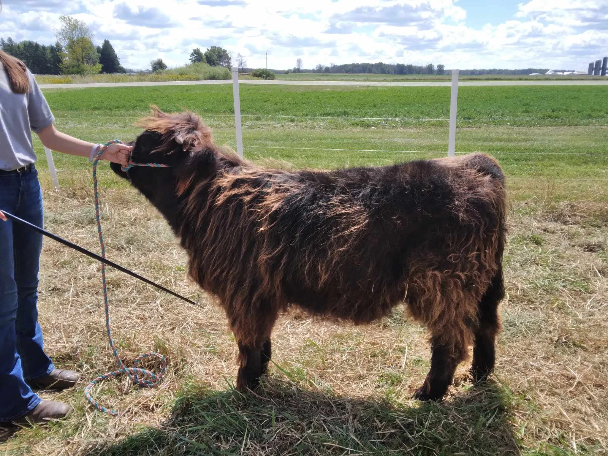 Highland Cattle — Midwest Highland Cattle Association