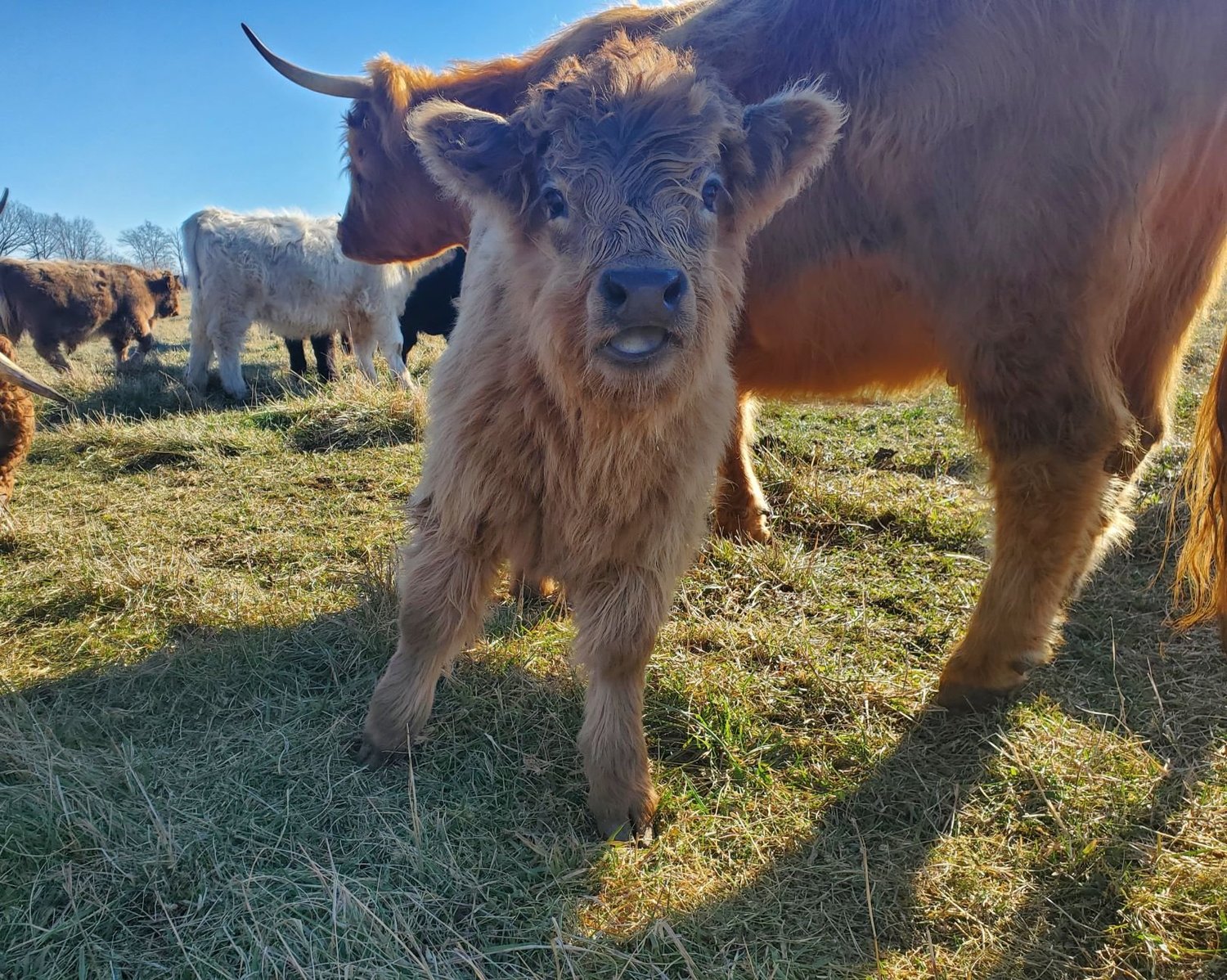 General 6 — Midwest Highland Cattle Association