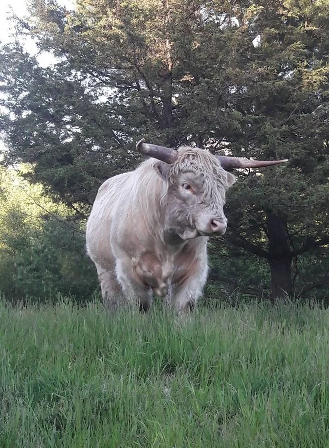 About 1 — Midwest Highland Cattle Association