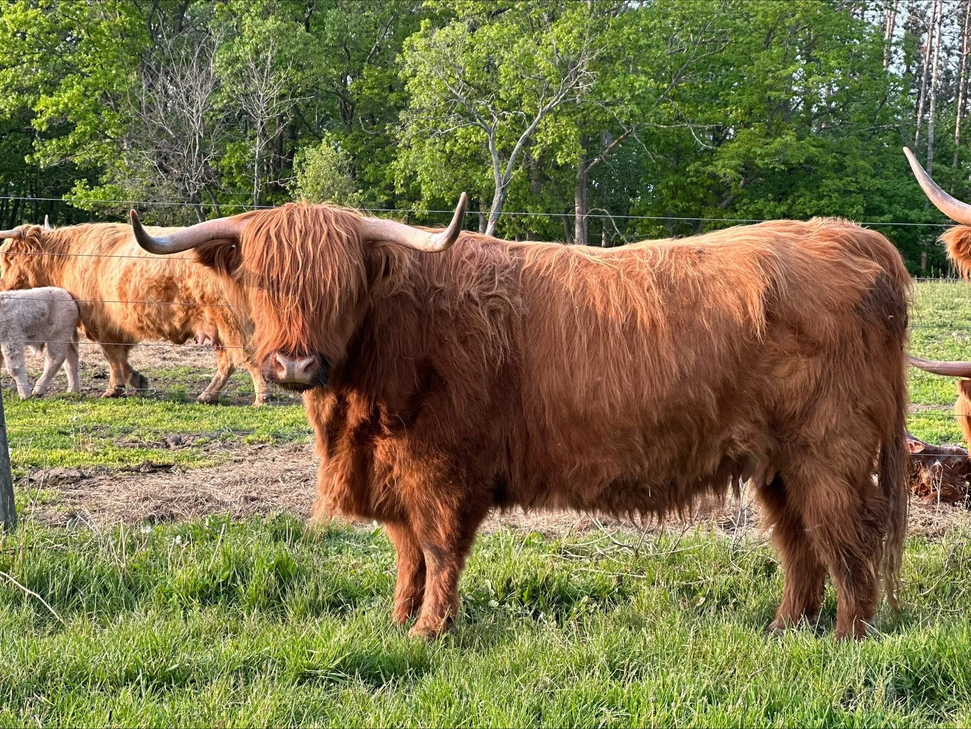 IN- Dylan Farms Inc — Midwest Highland Cattle Association