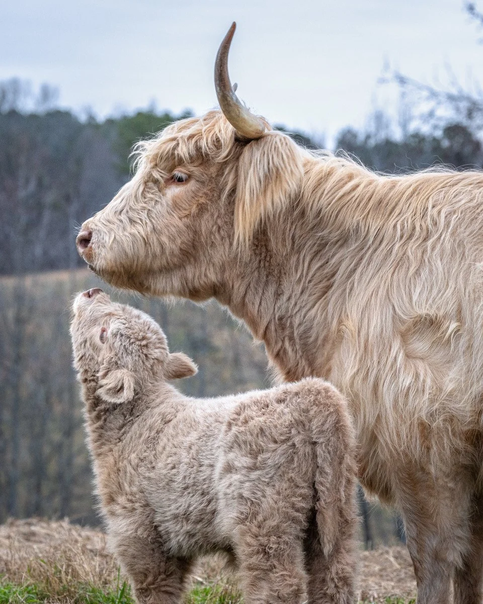 About 1 — Midwest Highland Cattle Association